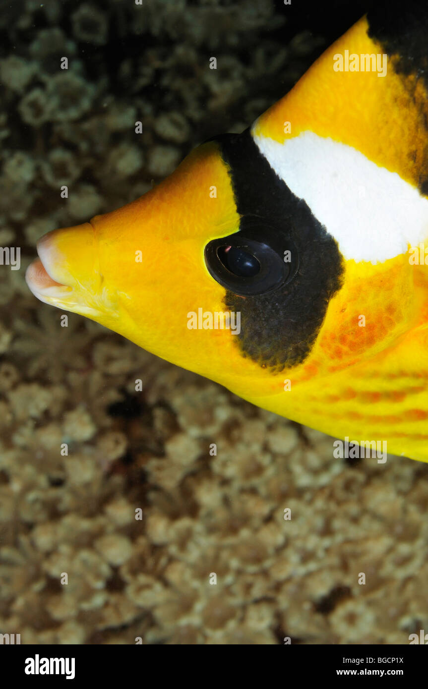 Red sea raccoon butterflyfishs hi-res stock photography and images - Alamy