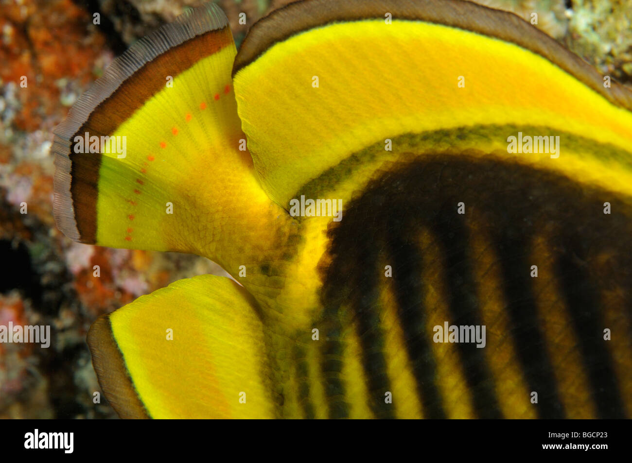 Tail, dorsal and caudal fins of "Red Sea" "Raccoon Butterflyfish ...
