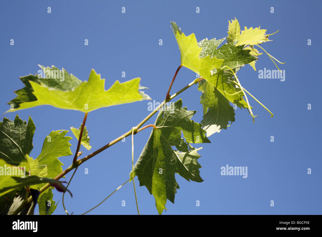 Vine plant hi-res stock photography and images - Alamy