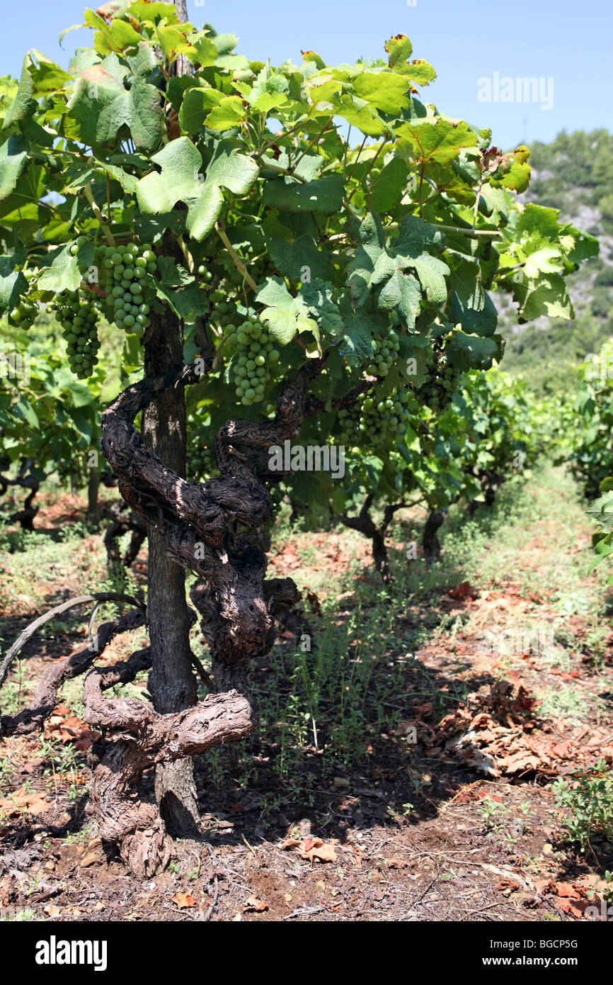 Vine croatia hi-res stock photography and images - Alamy