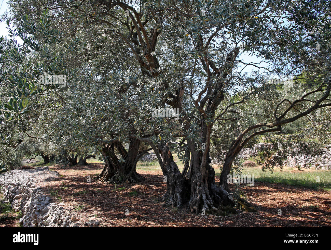 Old olive trees in Dalmatia region, Croatia Stock Photo - Alamy