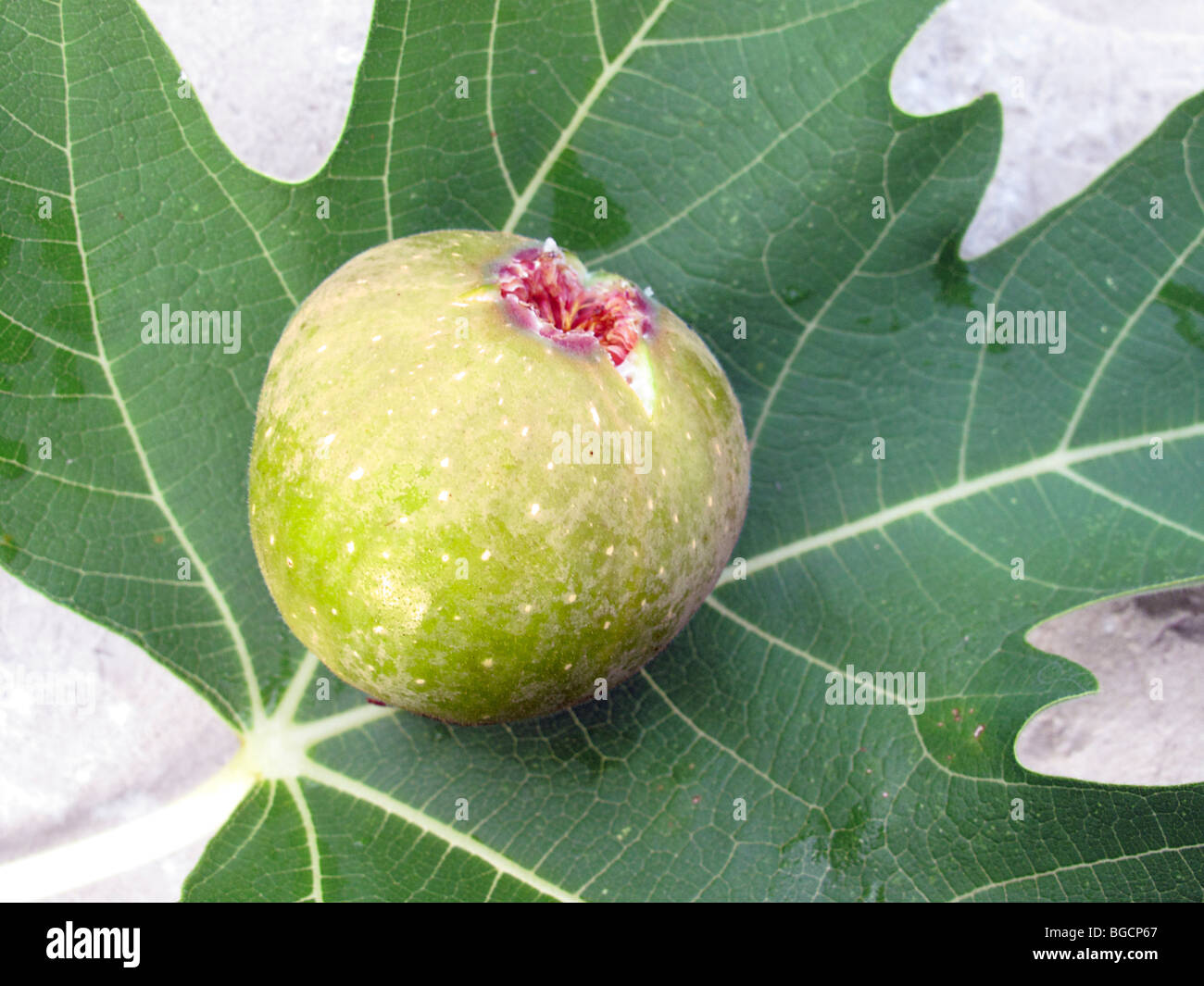 Ripe fig hi-res stock photography and images - Alamy