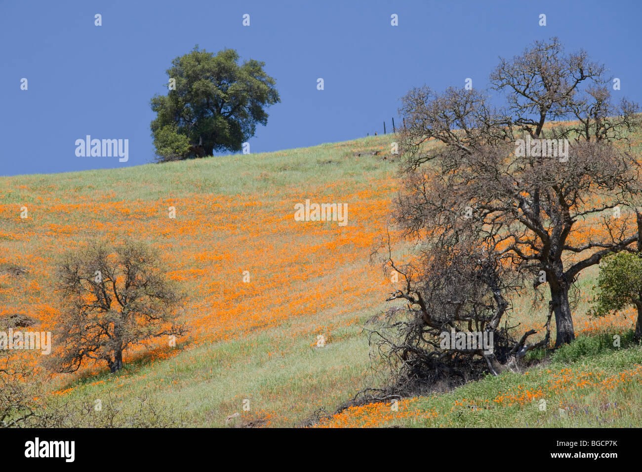 California hillside hi-res stock photography and images - Alamy