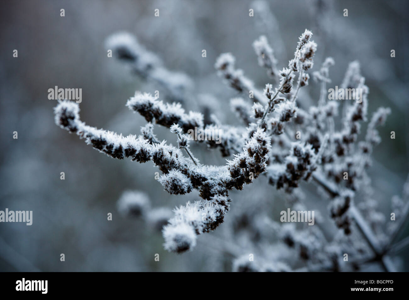 detail of plants with frost Stock Photo - Alamy