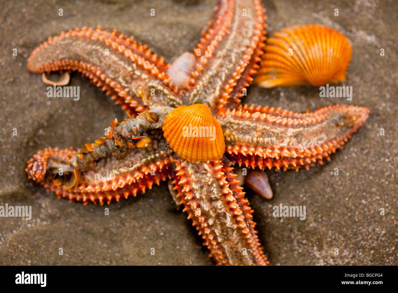 Small spine sea star echinaster spinulosus hi-res stock photography and ...