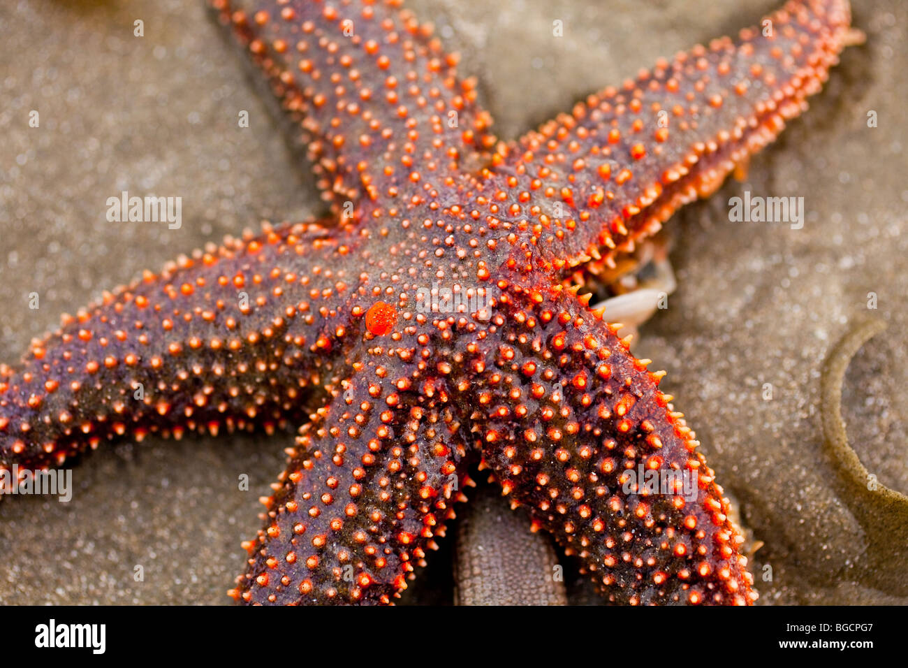 A small-spine sea star (Echinaster spinulosus) at the Isle of Palms ...