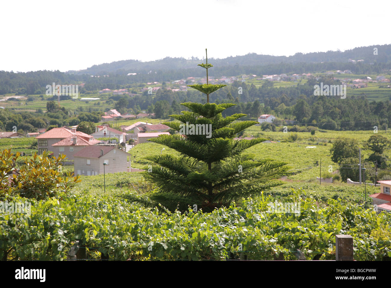 Meaño vines in Galicia, Rias Baixas, Spain, Europe Stock Photo - Alamy