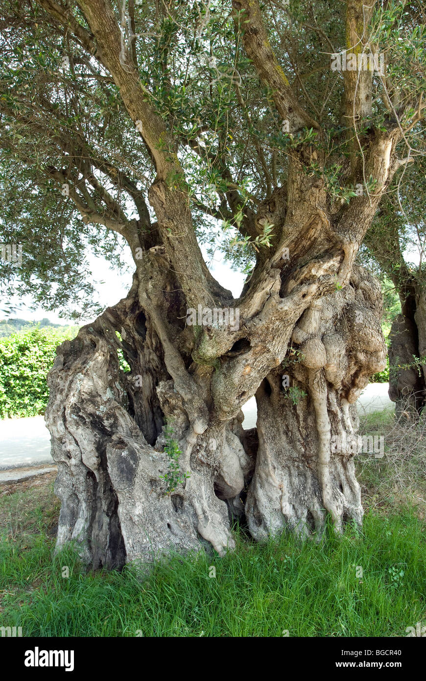 Kefalonia, olive tree Stock Photo - Alamy