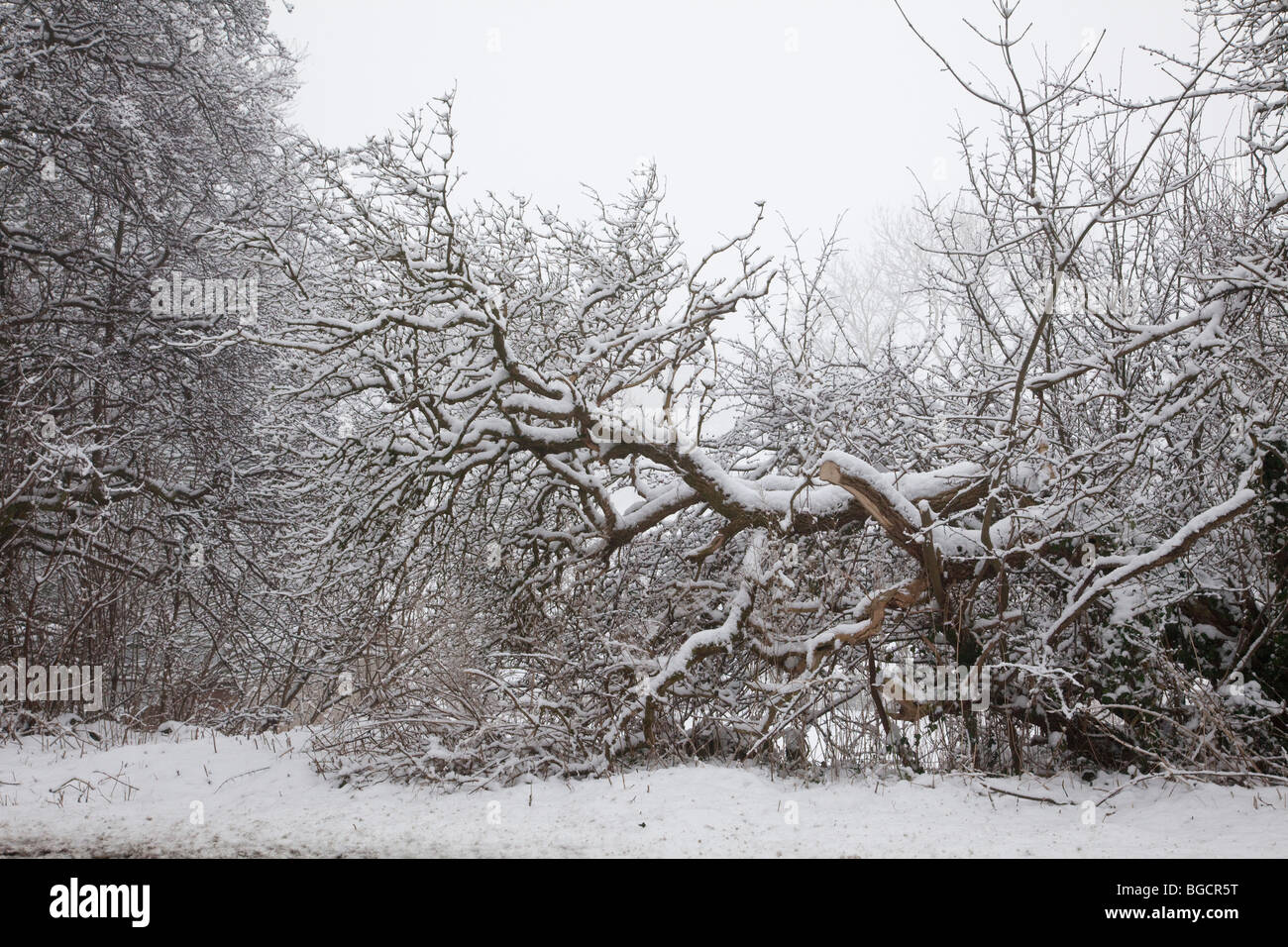 Tree Accumulation High Resolution Stock Photography and Images - Alamy