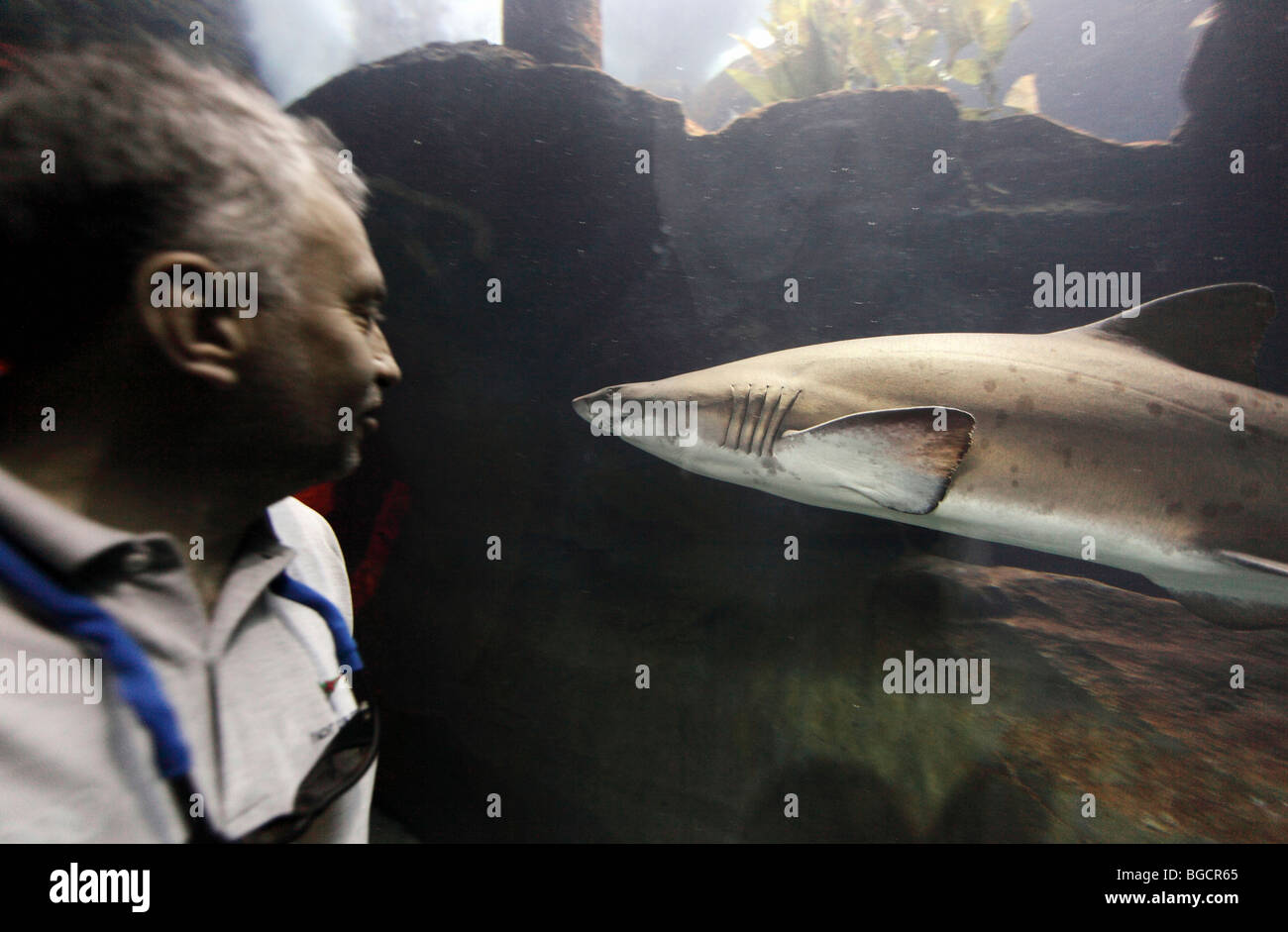 Arabian shark hi-res stock photography and images - Alamy