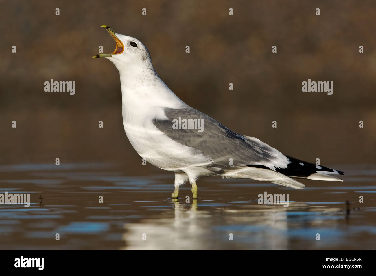 Common Gull calling Stock Photo - Alamy