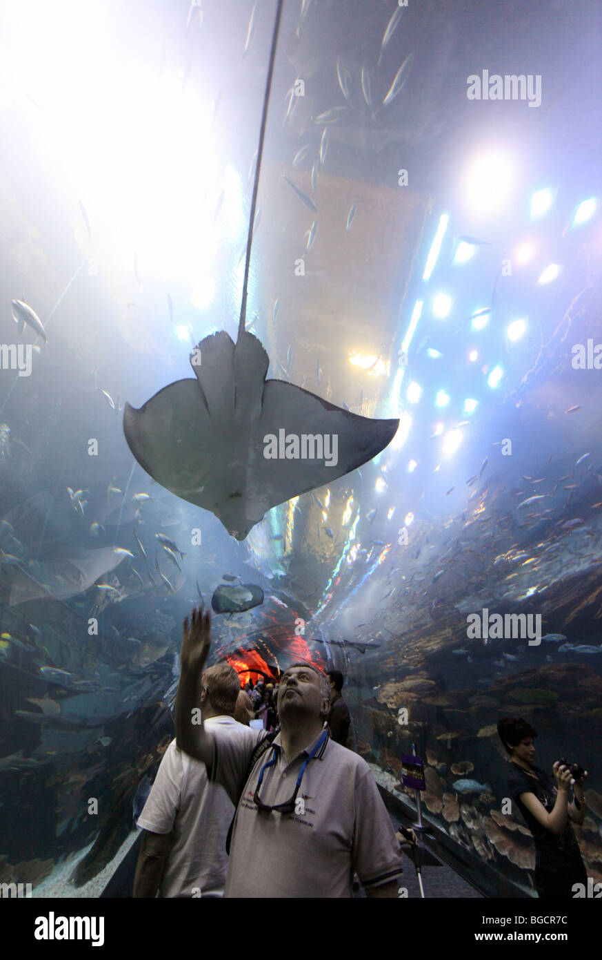 Manta ray group hi-res stock photography and images - Alamy