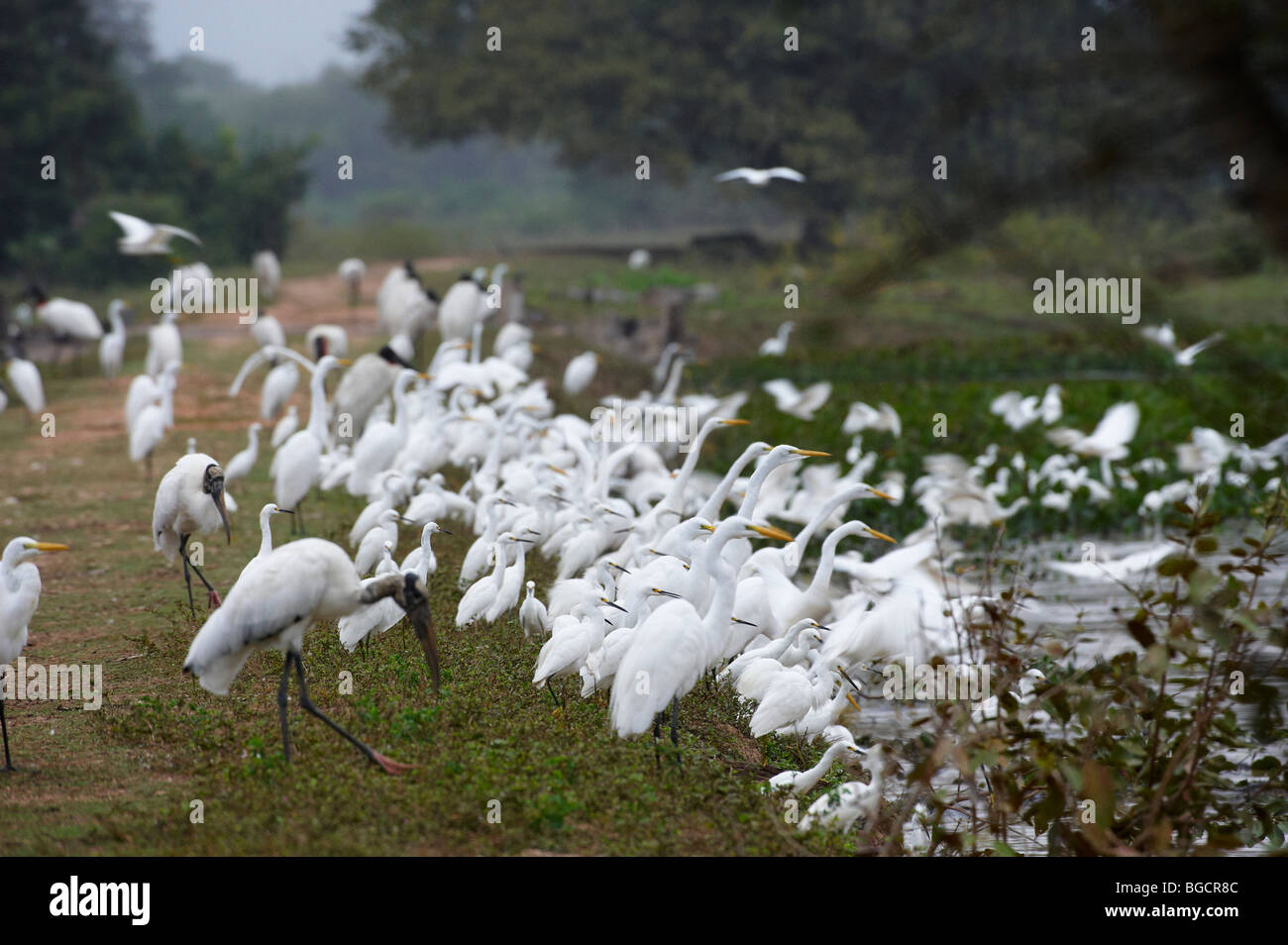 Snowy egret flock hi-res stock photography and images - Alamy