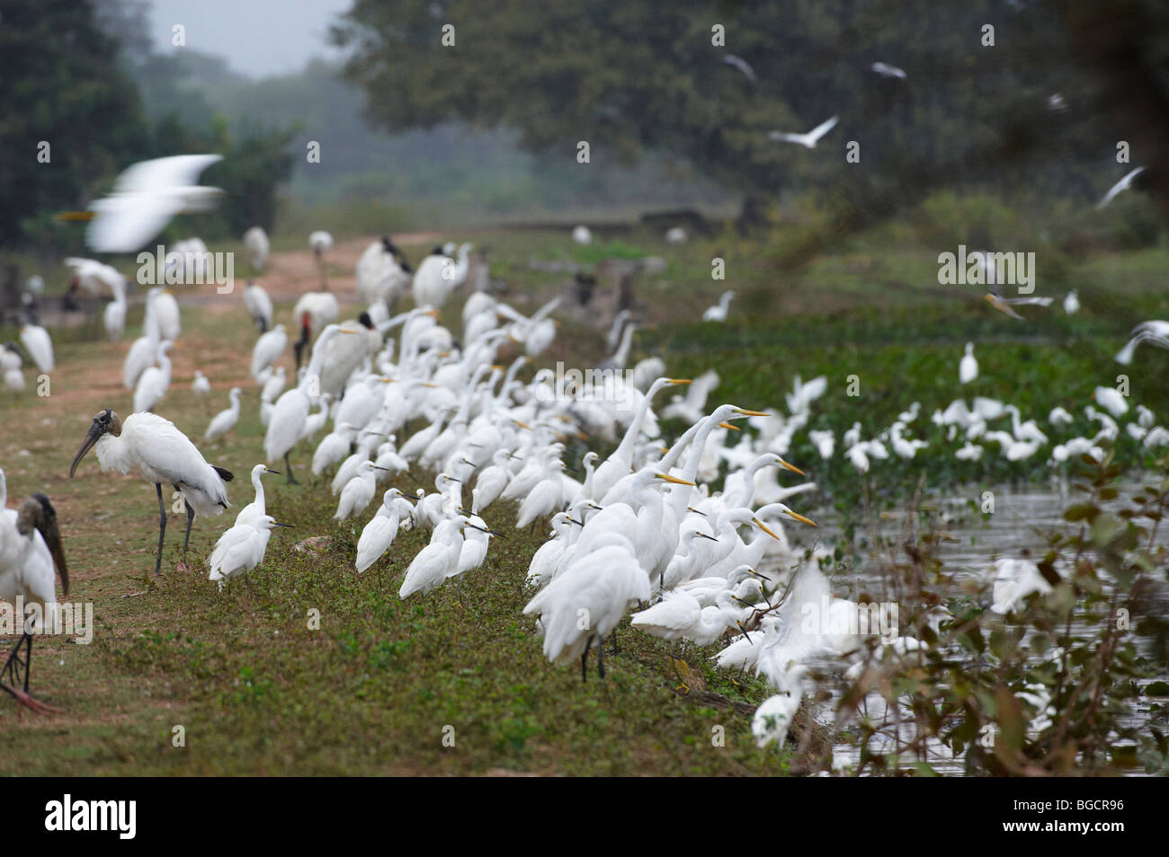 huge flock of Great White Egrets and Snowy Egrets standing at a pound ...