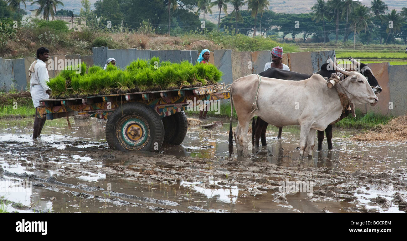 Bundles of new rice plants on a bullock cart in india, just before ...