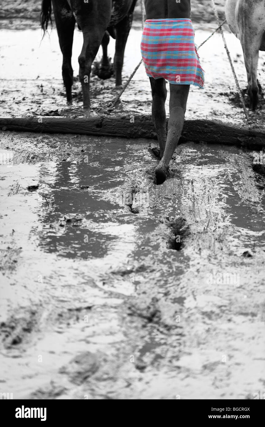 Indian farmer preparing and leveling a new rice paddy field using a ...