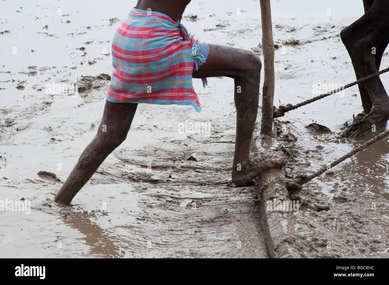 Indian farmer preparing and leveling a new rice paddy field using a ...