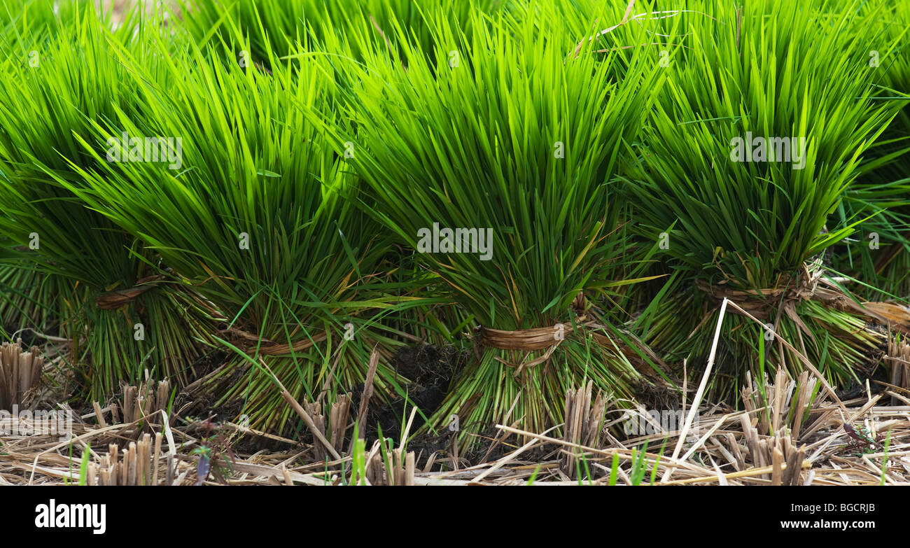 Bundles of new rice plants on a bullock cart just before planting a new ...