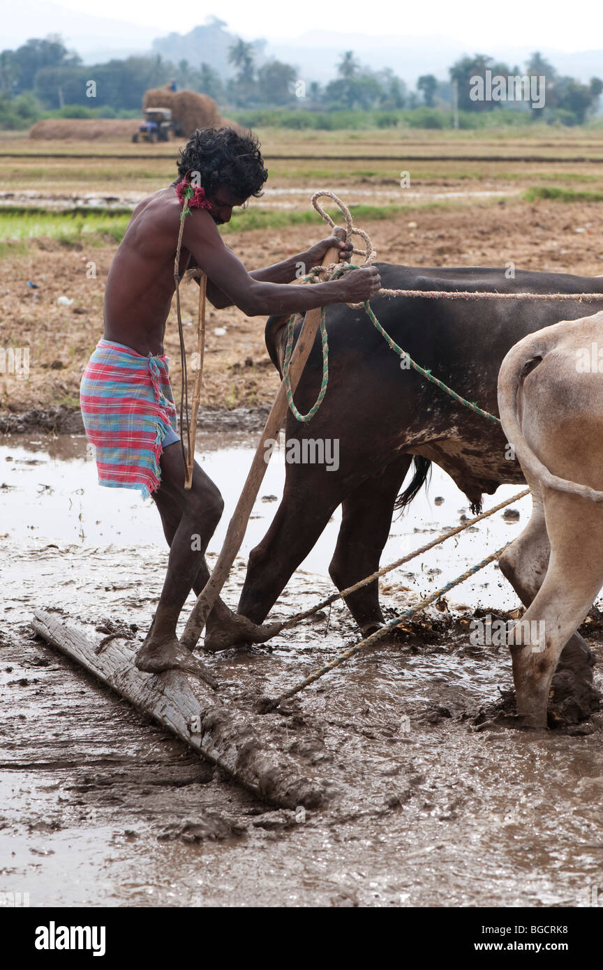 Leveling a rice paddy hi-res stock photography and images - Alamy
