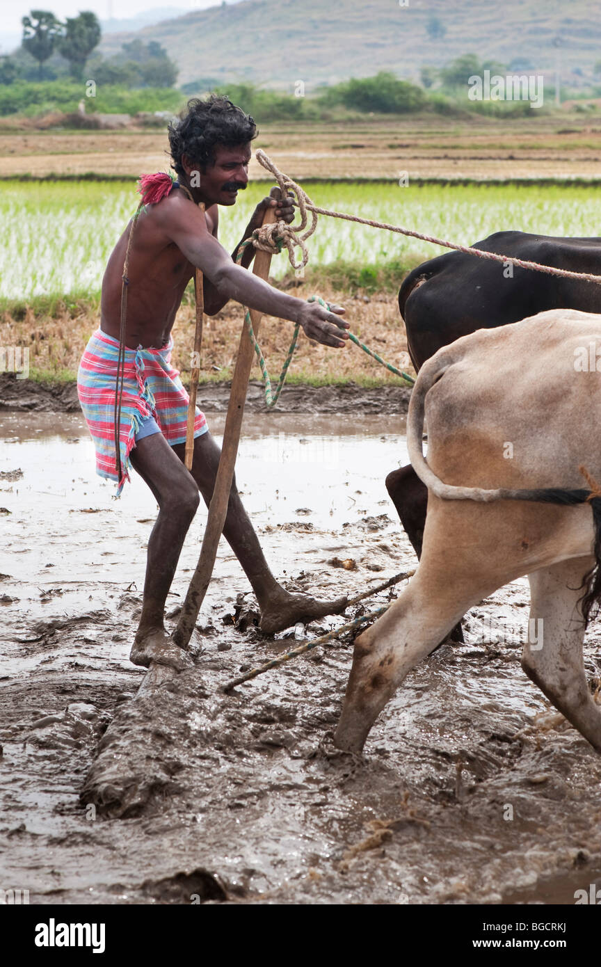 Indian rice field hi-res stock photography and images - Alamy