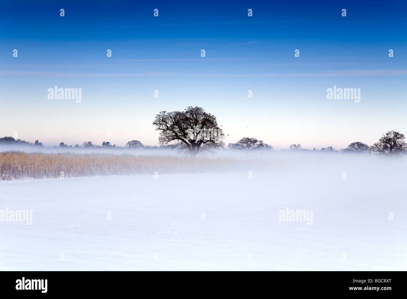 SNOW SCENE OF A FIELD, WITH TREES AND LOW LYING MIST COVERING THE ...
