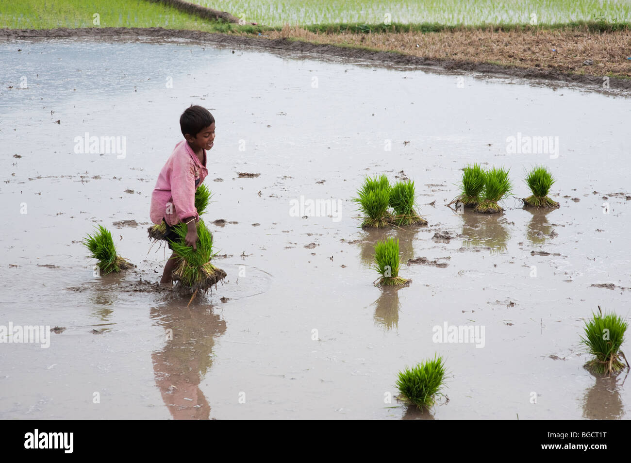Indian boy placing out bundles of new rice plants in preparation for ...