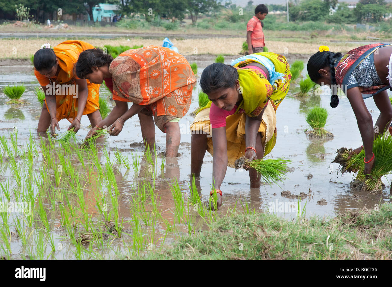 Indian women planting young rice plants in a paddy field in India ...