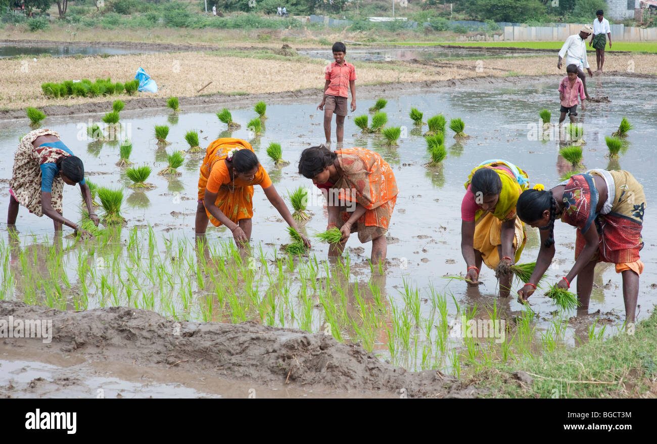 Indian women planting young rice plants in a paddy field in India ...