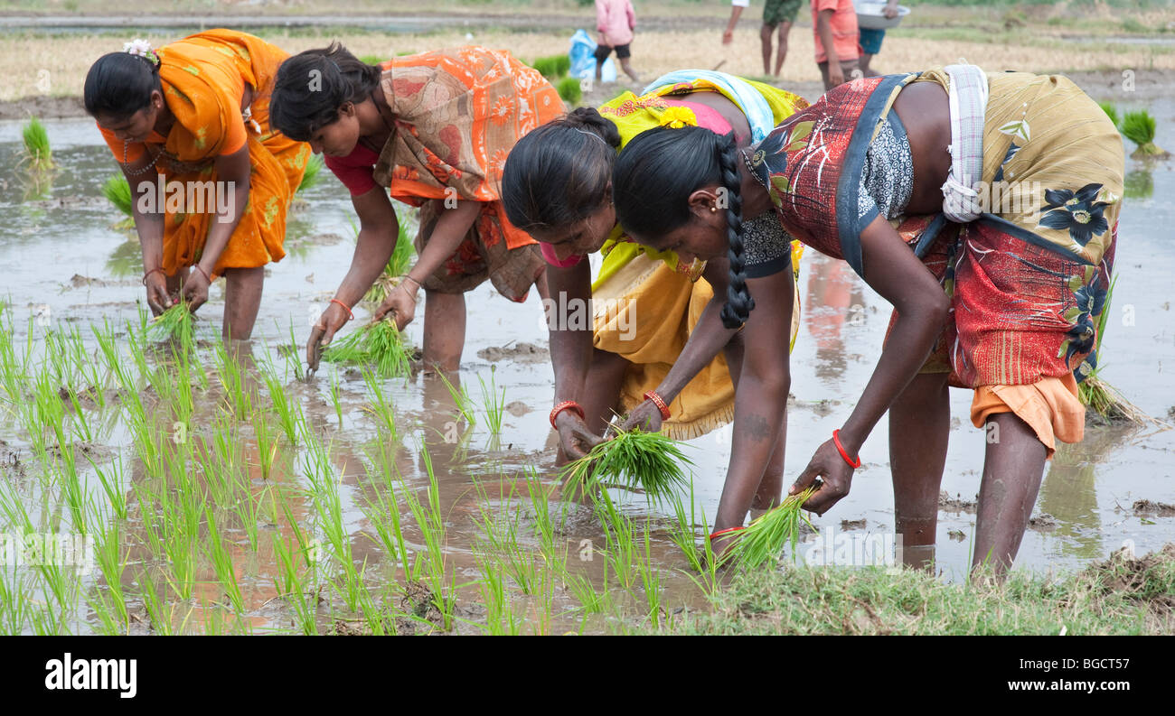 Indian women planting young rice plants in a paddy field. Andhra ...