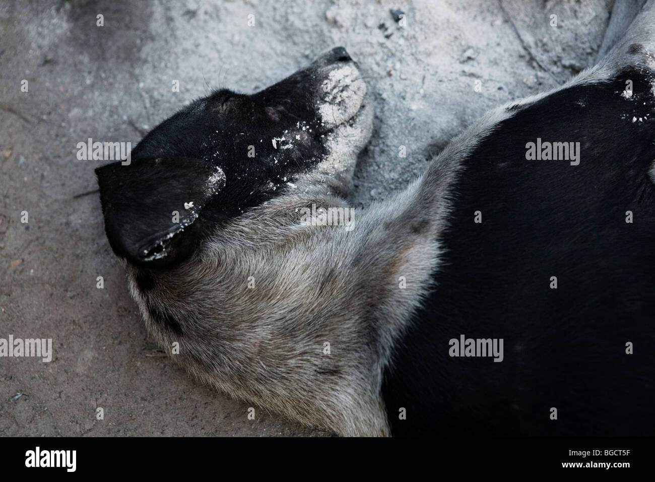 Stray dogs sleeping in the warm ashes of a Hindu cremation site in ...