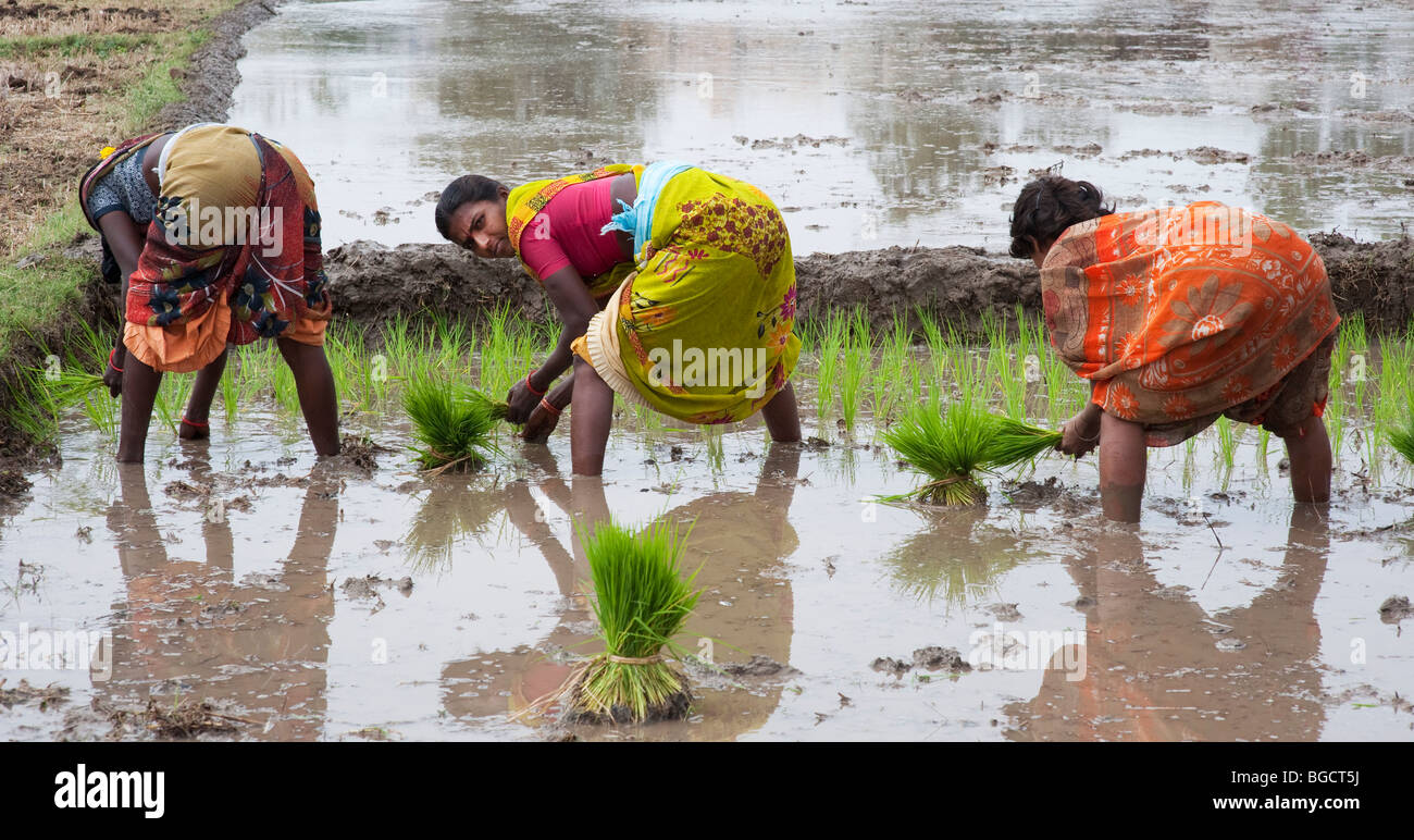 Indian women planting young rice plants in a paddy field. Andhra ...
