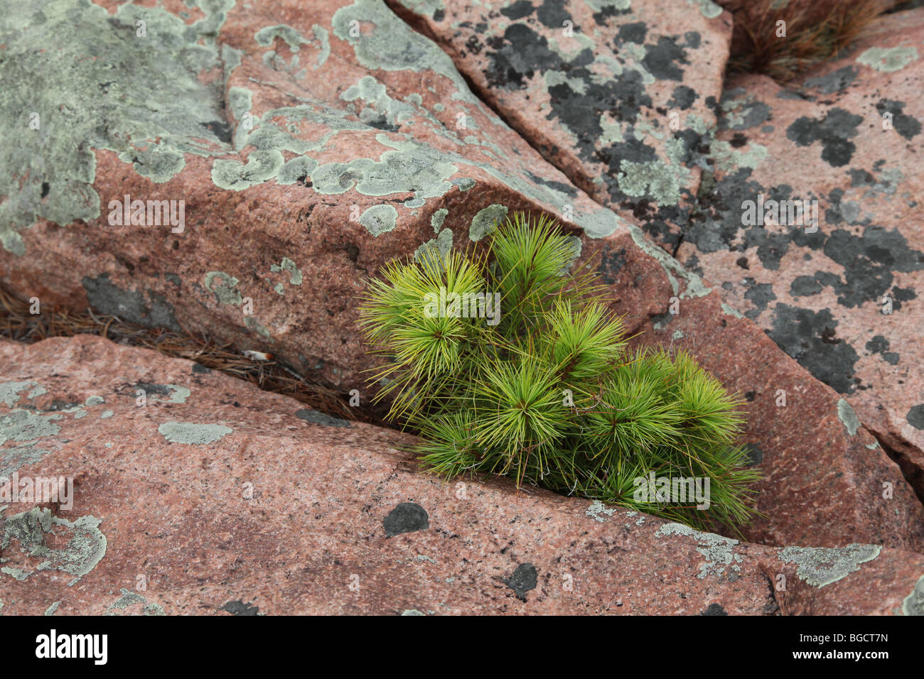 small pine tree among pink rocks Stock Photo - Alamy
