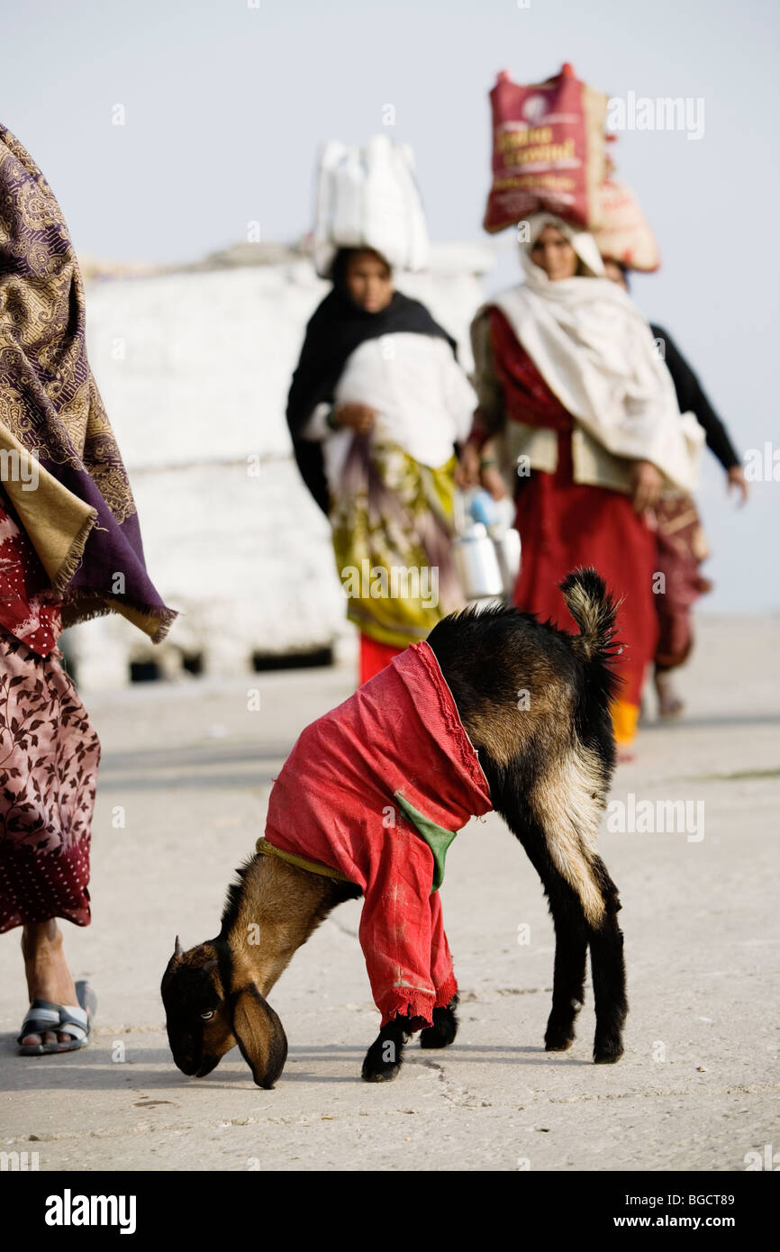Goats wear clothes in Varanasi, India Stock Photo - Alamy