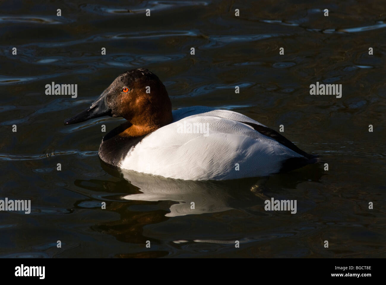 Canvasback duck hi-res stock photography and images - Alamy