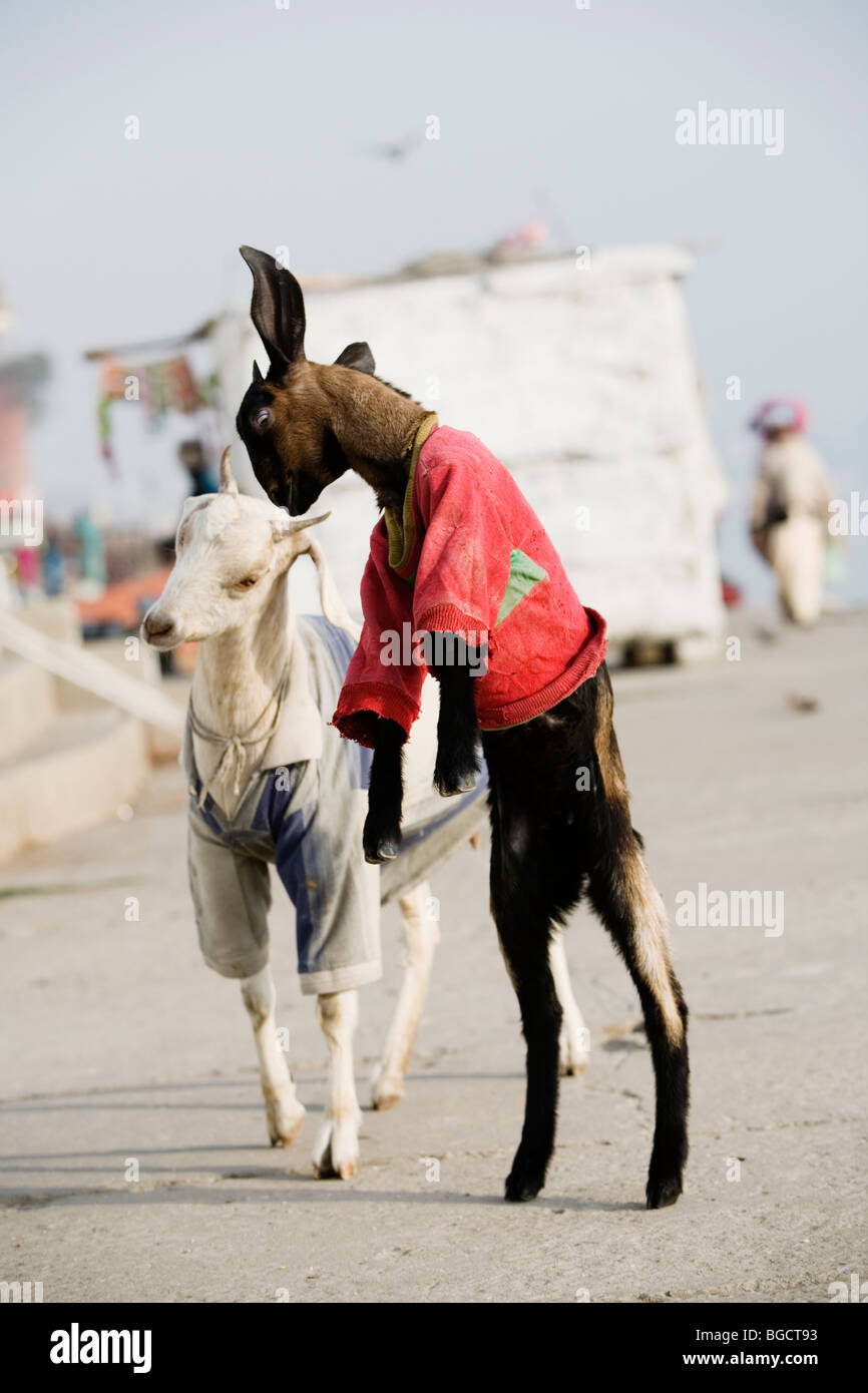 Goats wear clothes in Varanasi, India Stock Photo - Alamy
