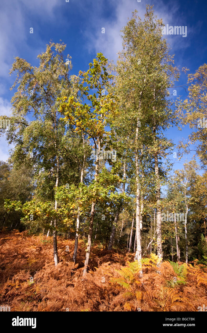 Chicksands hi-res stock photography and images - Alamy