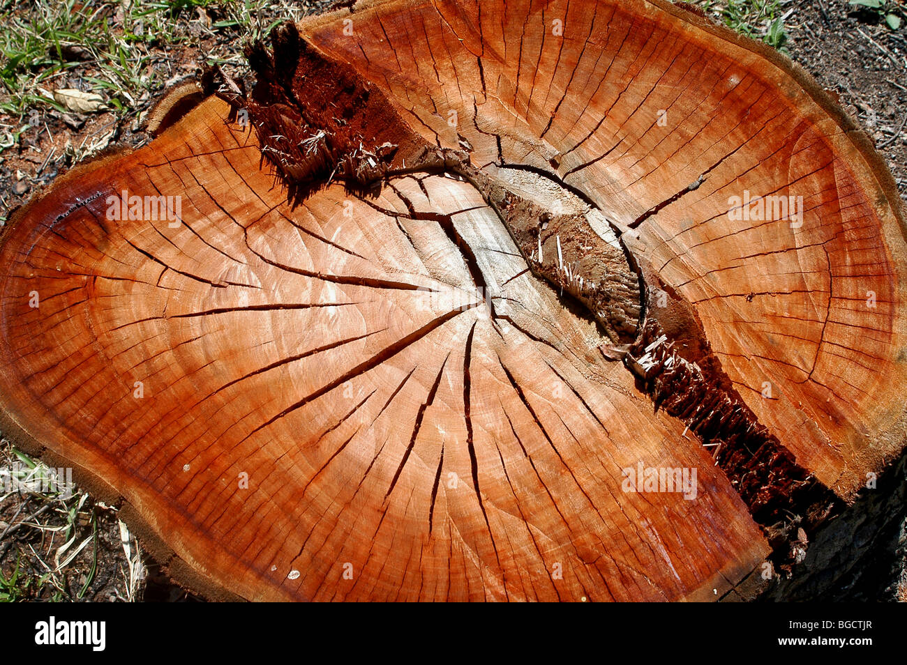 Tree's trunck. São Paulo, Brazil 22/09/2008 Stock Photo - Alamy