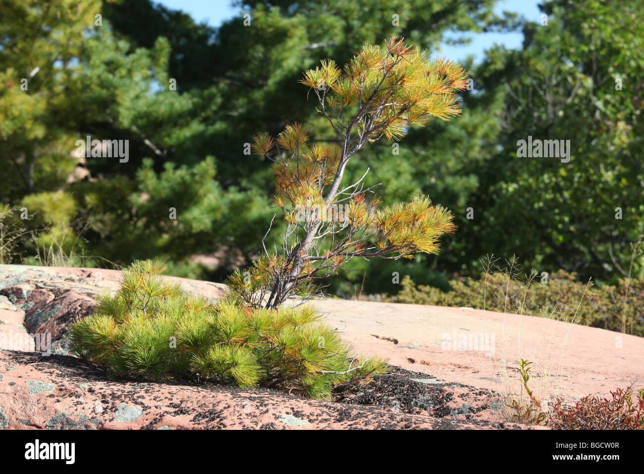 Lone evergreen tree hi-res stock photography and images - Alamy