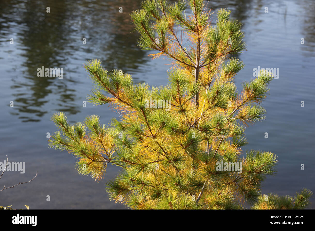 Pine tree and water hi-res stock photography and images - Alamy