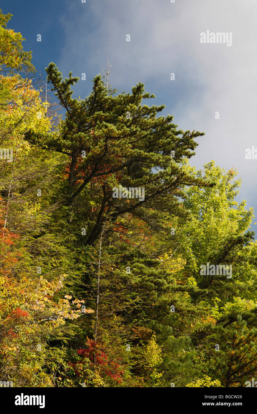 Fall colors trees of the Appalachian Mountains in North Carolina in USA ...