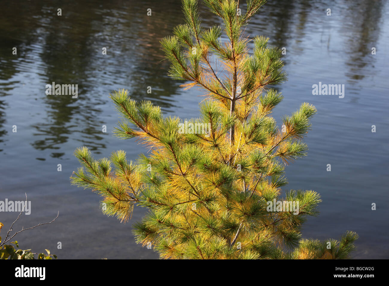 Pine tree and water hi-res stock photography and images - Alamy