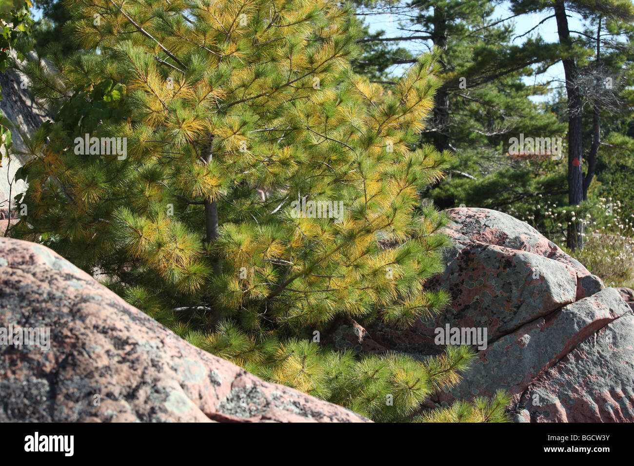 Lone evergreen tree hi-res stock photography and images - Alamy