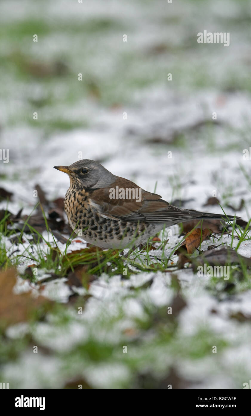 Fieldfare in snow UK Stock Photo - Alamy