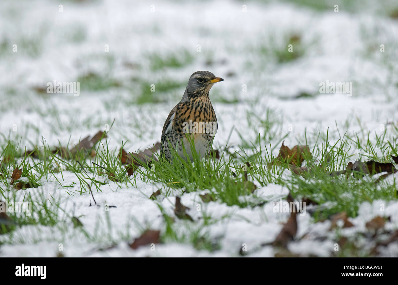 Fieldfare in snow UK Stock Photo - Alamy