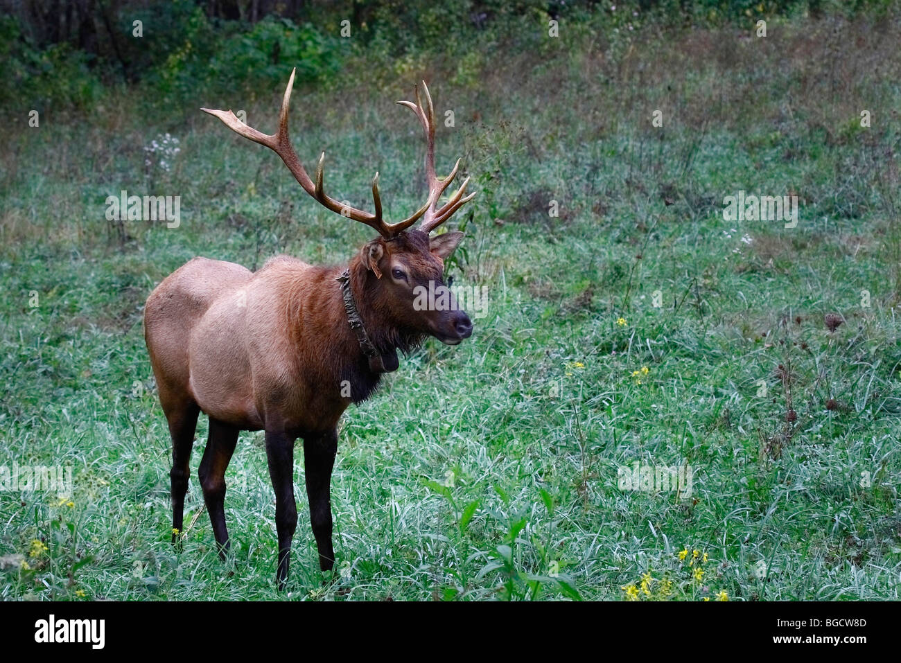 Cherokee reservation in North Carolina USA US Adult Bull Elk wearing a ...