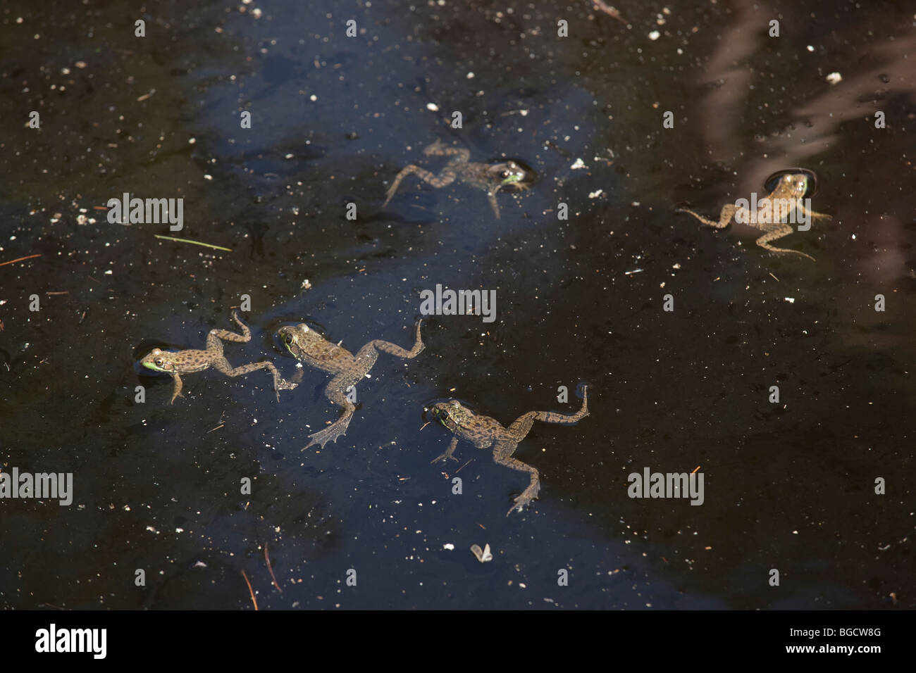 Frogs floating hi-res stock photography and images - Alamy
