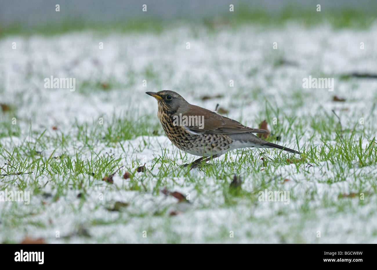 Fieldfare in snow Stock Photo - Alamy