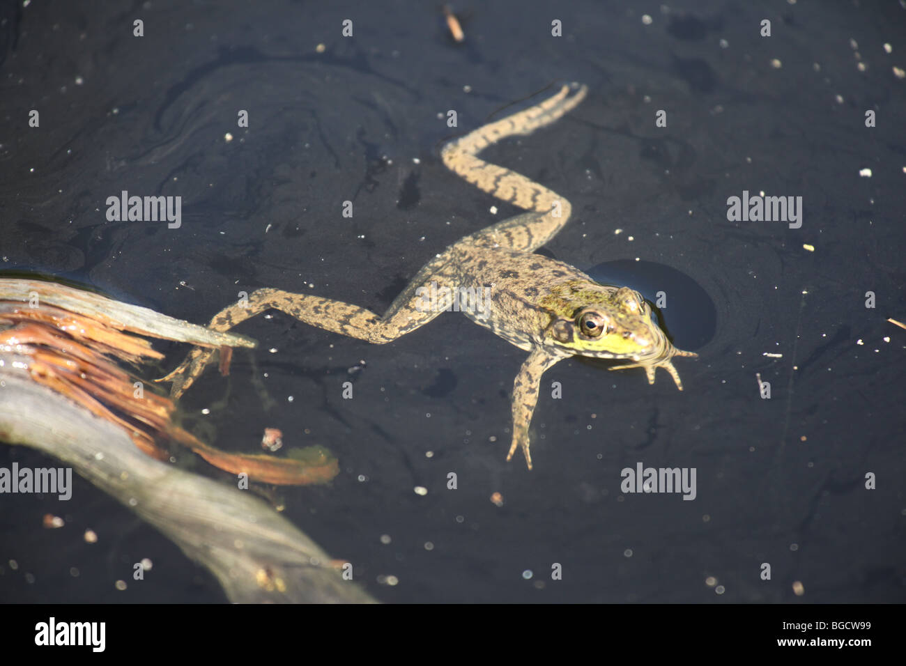 Frog waiting hi-res stock photography and images - Alamy