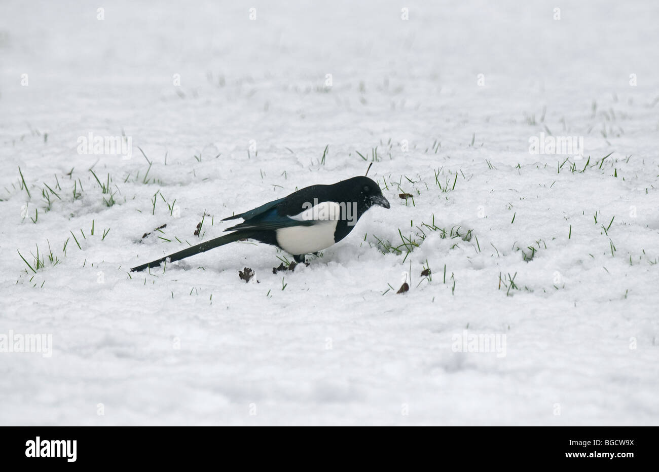 Magpie in snow searching for food Stock Photo - Alamy