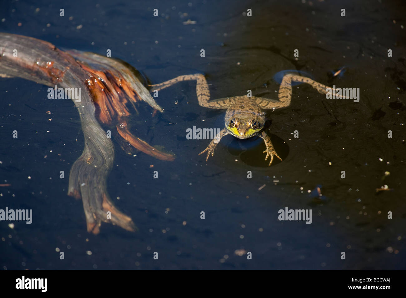 Waiting frog hi-res stock photography and images - Alamy